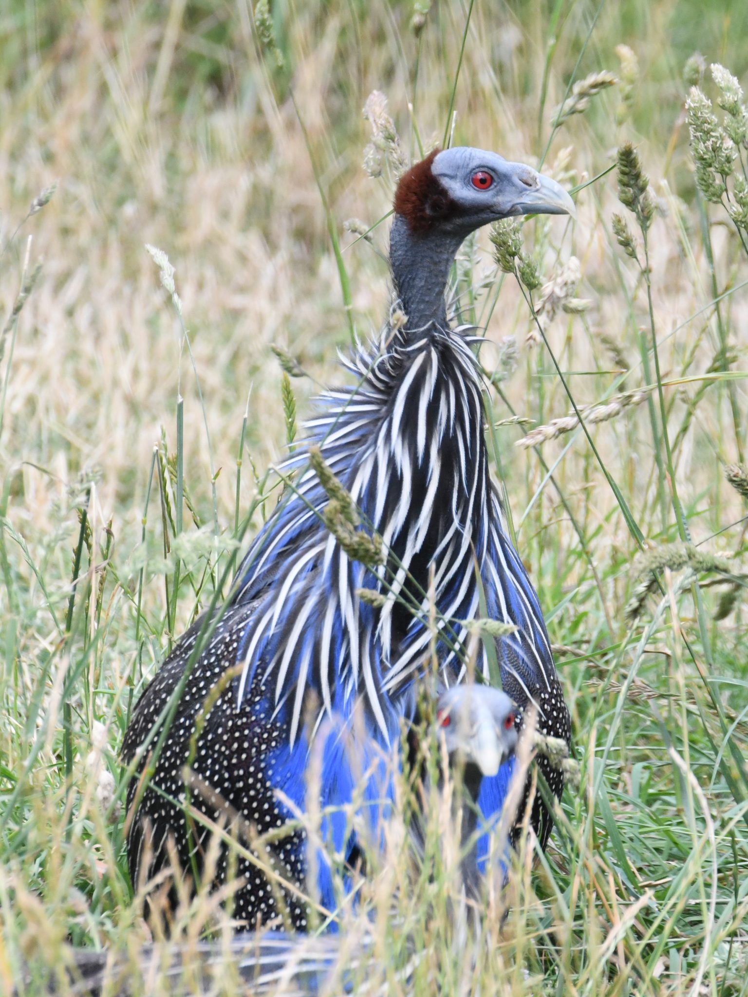 Vulturine Guinea Fowl - Backyard Poultry